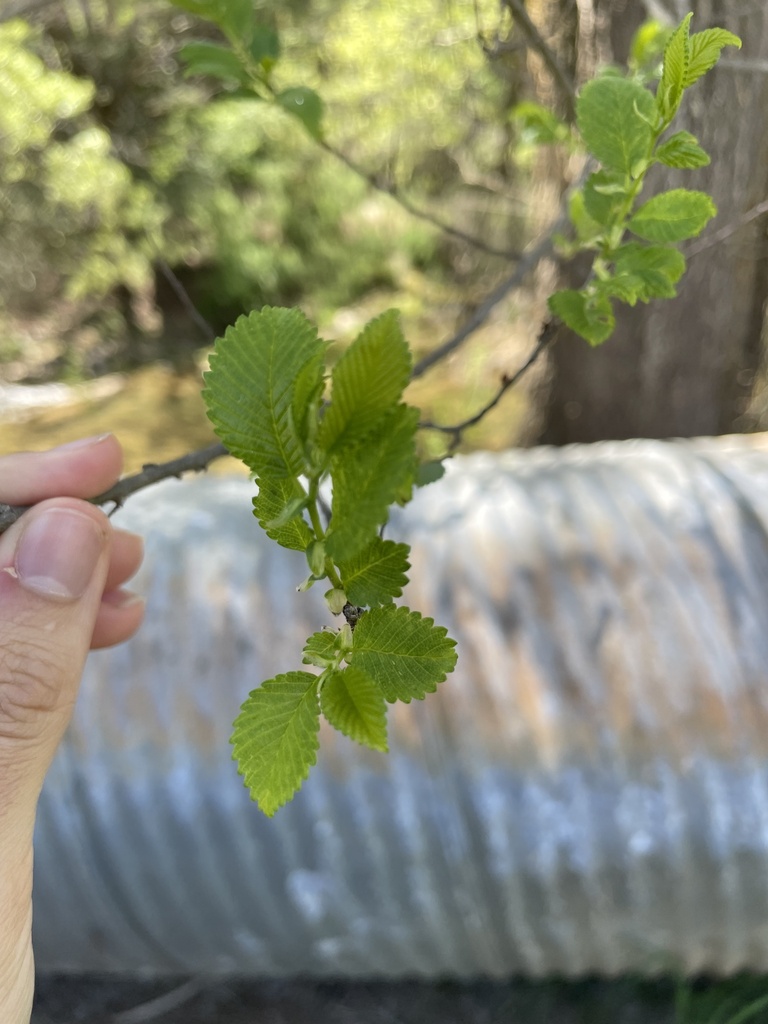 Field Elm from Blue Grass, Highland County, VA, US on April 28, 2025 at ...