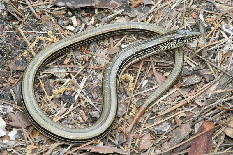 Slender Glass Lizard (Ophisaurus attenuatus) (Wildlife of the United ...