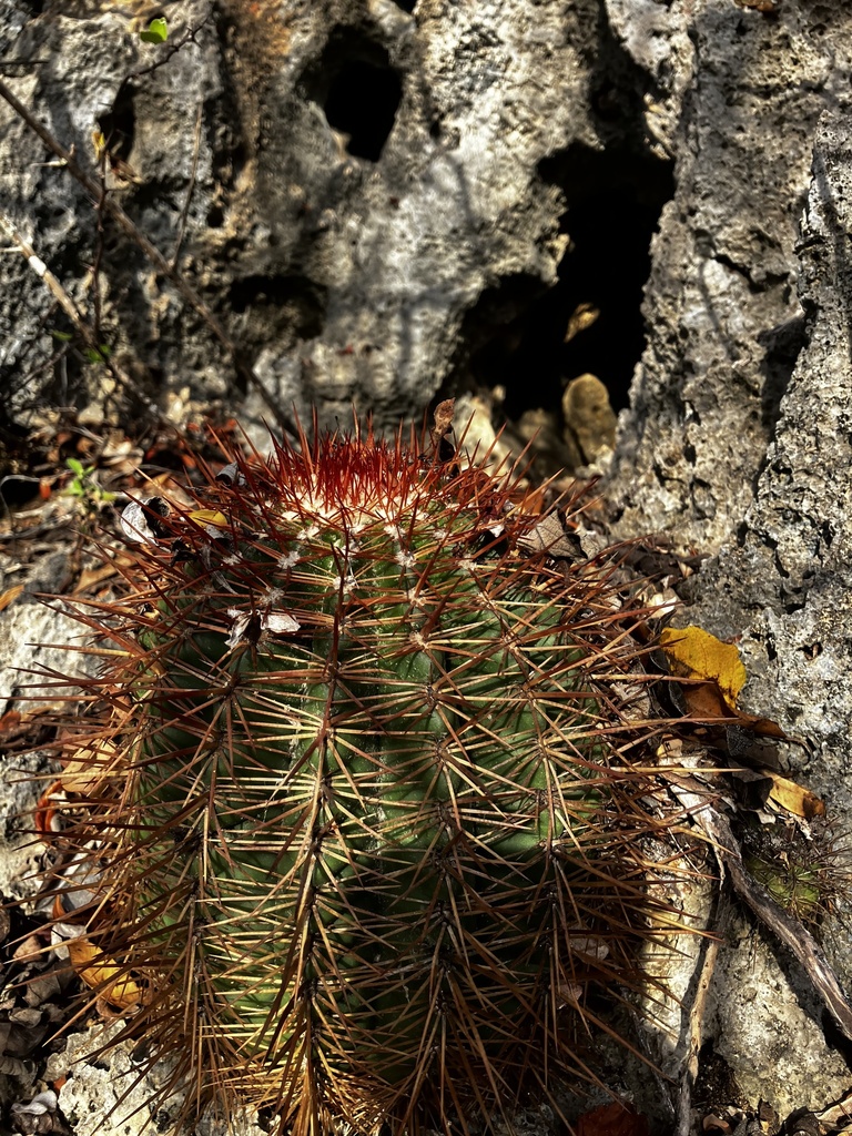 ABC Turk's Cap Cactus from Curaçao, CW on April 27, 2025 at 05:36 PM by ...