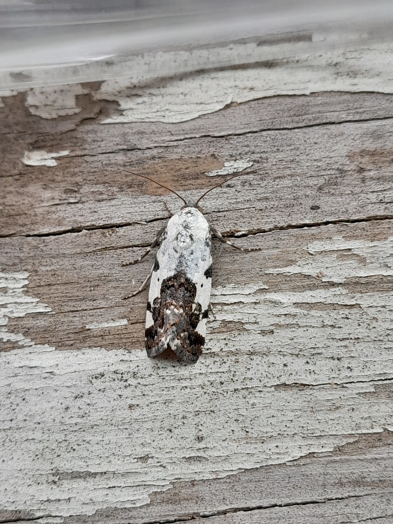 Exposed Bird Dropping Moth from Anderson County, TX, USA on April 28 ...