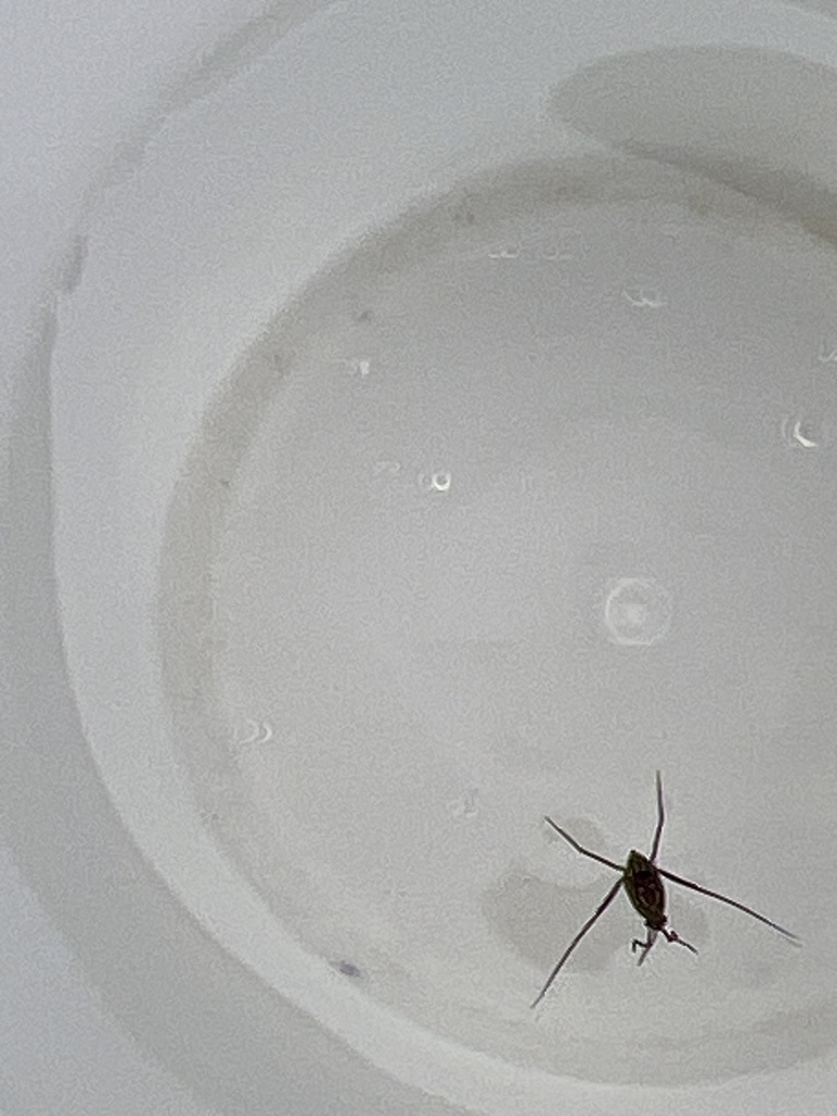 Trepobates from Scenic Loop Rd, Helotes, TX, US on April 28, 2025 at 08 ...