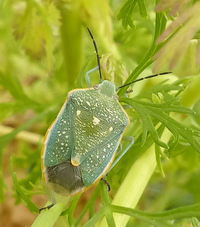 Say's Stink Bug (Arthropods of the Jordan River Nature Center ...