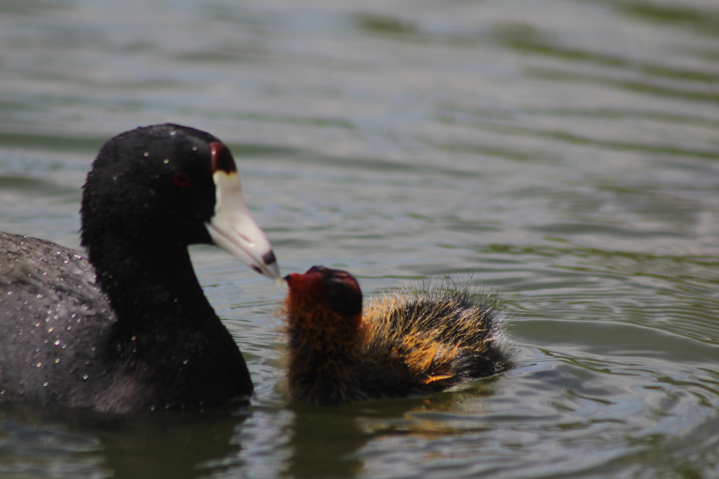 American Coot in April 2025 by Ramón Isaac Miramontes Cinco · iNaturalist