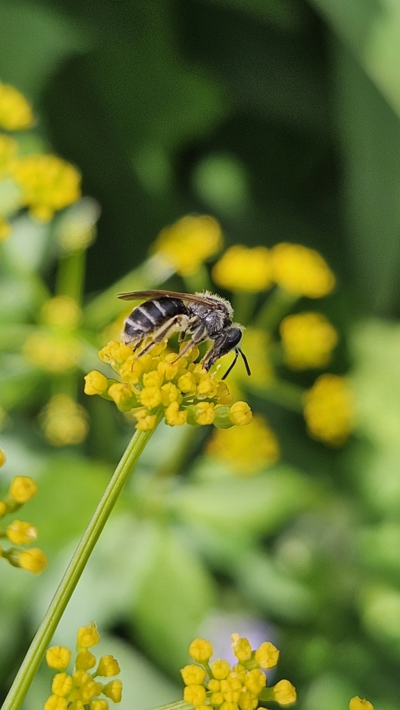 Nason's Mining Bee from Belknap, Louisville, KY 40205, USA on April 28 ...