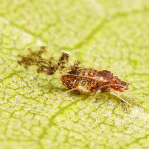 Eastern dusky-winged oak aphid (Neomyzocallis discolor) · iNaturalist