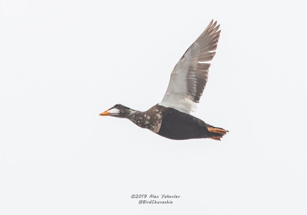 Pacific Common Eider (Somateria mollissima v-nigrum) - Avian Discovery