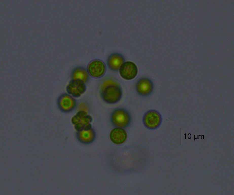 (Sphaerocystis) - Botanical Realm