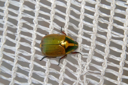Macropopillia arrowi · iNaturalist
