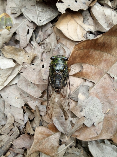 Majeorona ecuatoriana · NaturaLista Colombia