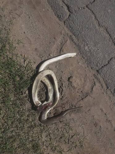 (Paraphimophis) - Snakes and Lizards