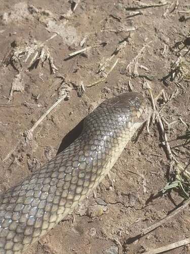 (Paraphimophis) - Snakes and Lizards