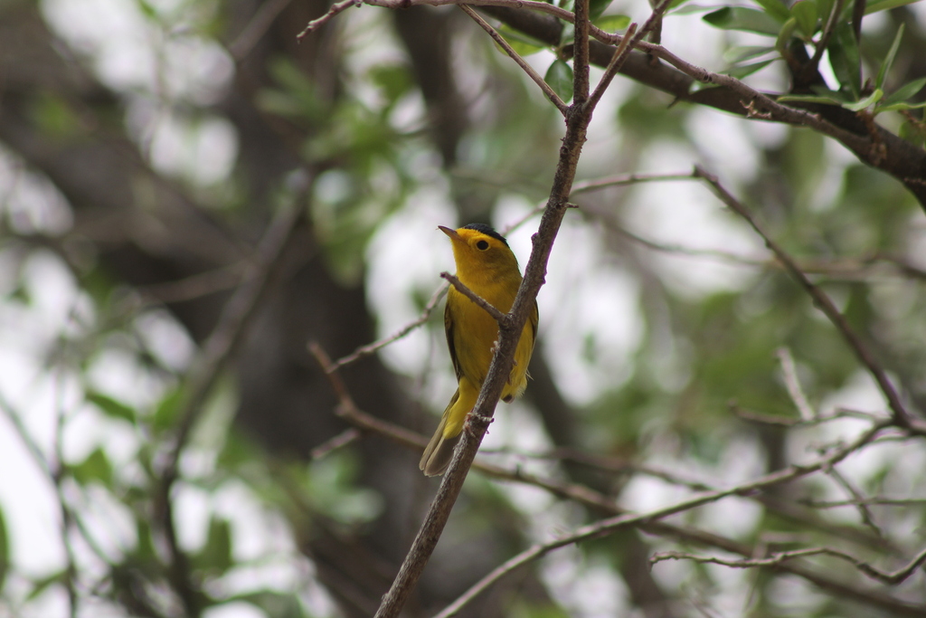 Wilson's Warbler from Juárez, Chih., México on April 27, 2025 at 03:31 ...
