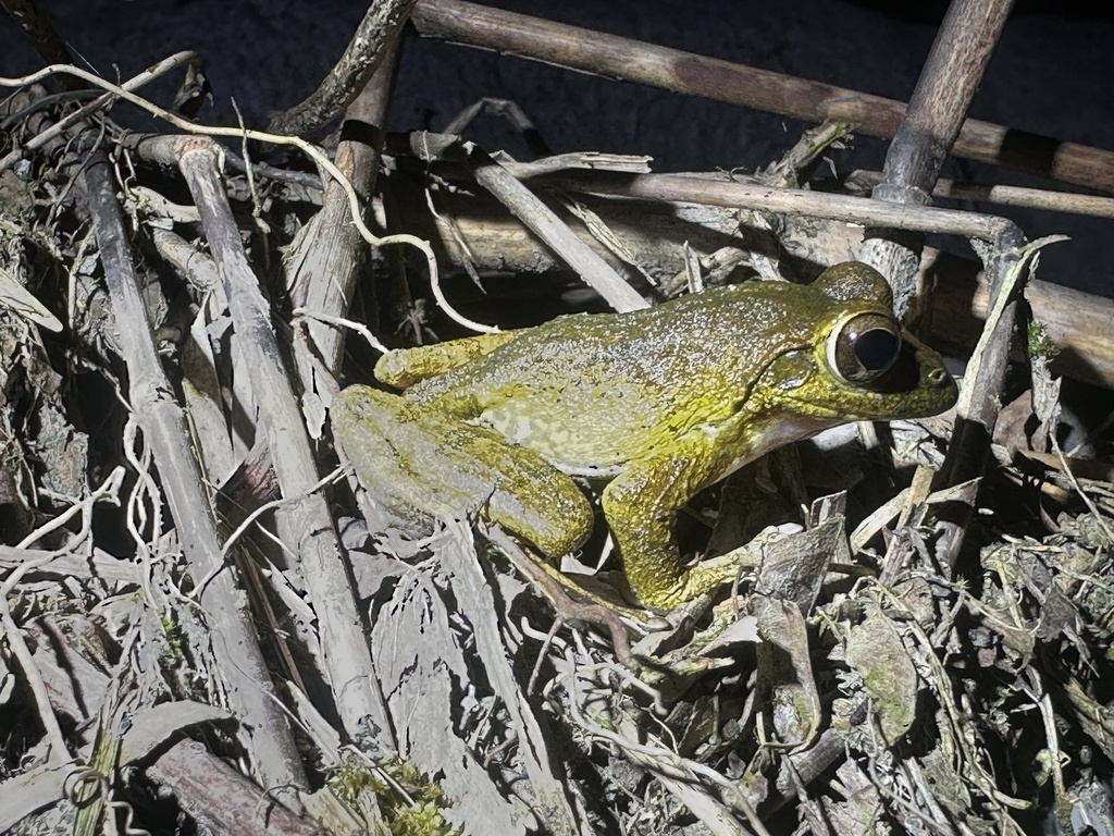 Robust Kajika Frog from 大礁溪, 員山鄉, 宜蘭縣, TW on April 28, 2025 at 12:03 AM by 橘子拔(橘子熊) · iNaturalist