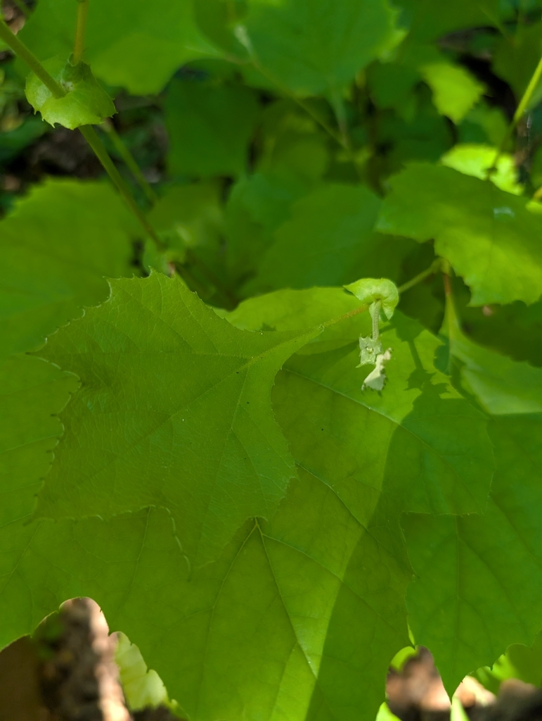 American sycamore from Lexington, SC 29072, USA on April 28, 2025 at 02 ...