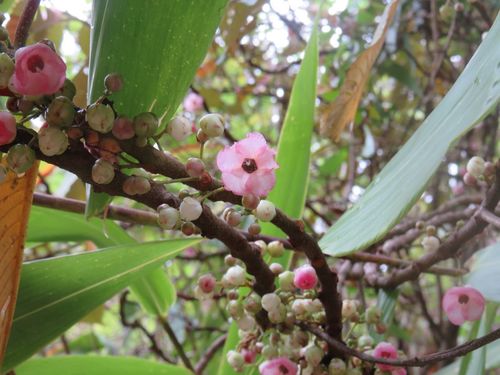 Saurauia roxburghii · iNaturalist