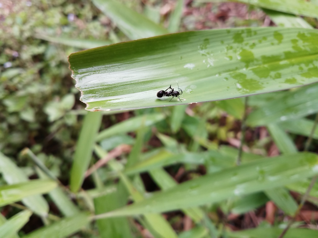 Stathmopodidae from Changsu Punji, Assam, India on April 20, 2018 at 10 ...