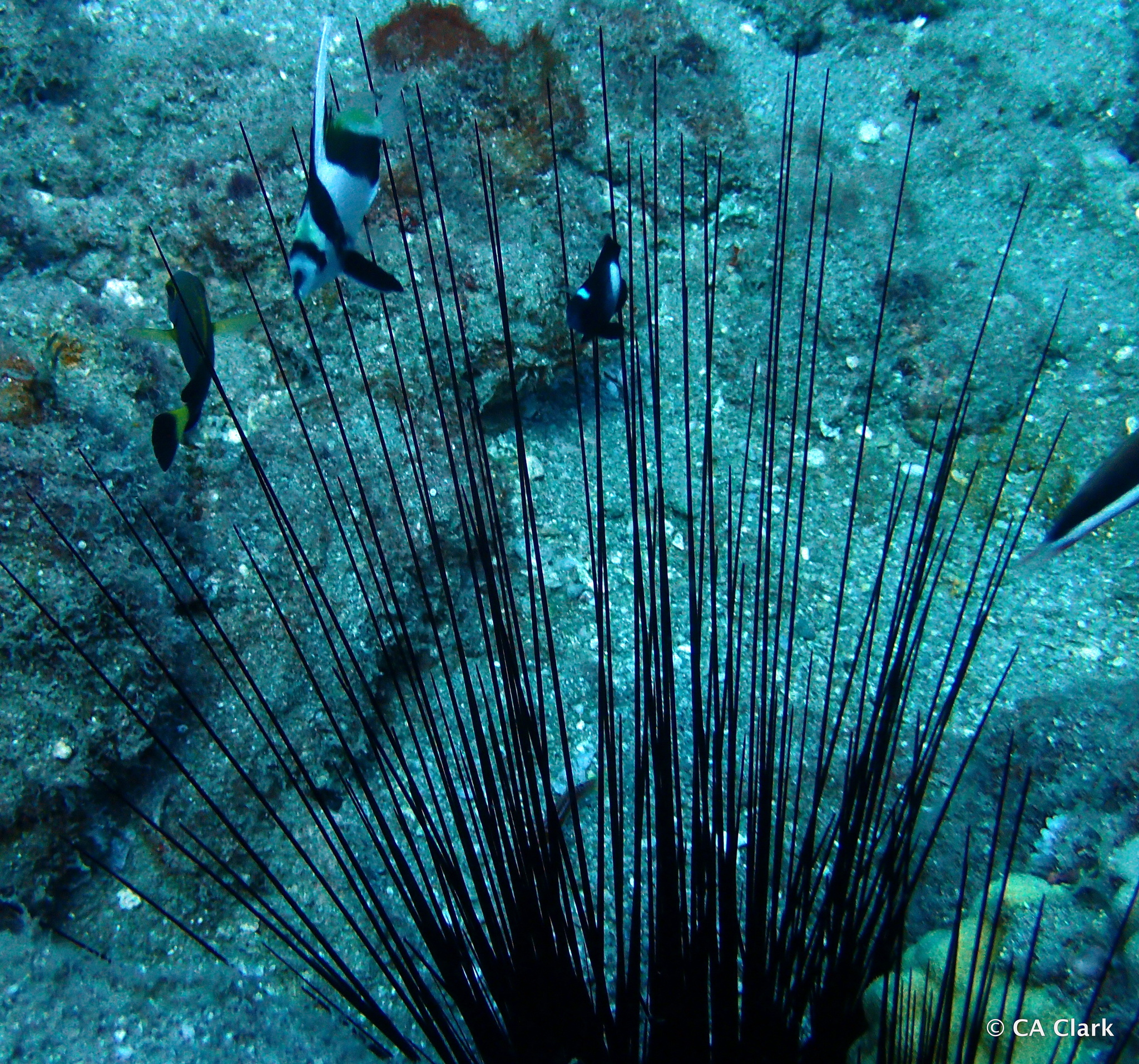 Diadema paucispinum A.Agassiz, 1863