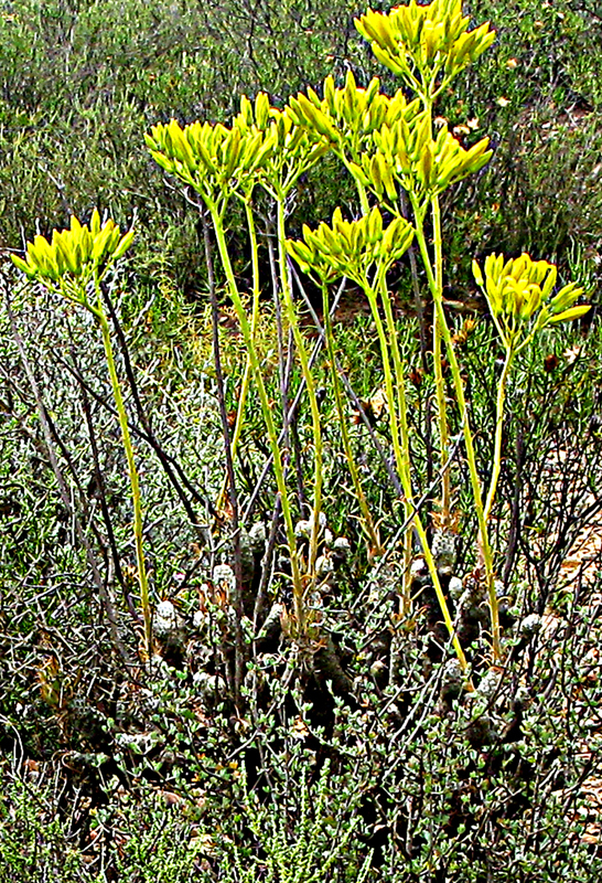 Sulphur Butterbush (Tylecodon cacalioides) - Botanical Realm