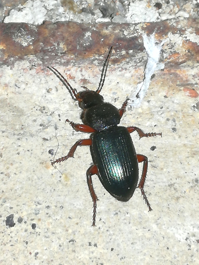 Ophonus sabulicola from 36100 Vicenza VI, Italia on August 27, 2019 at ...