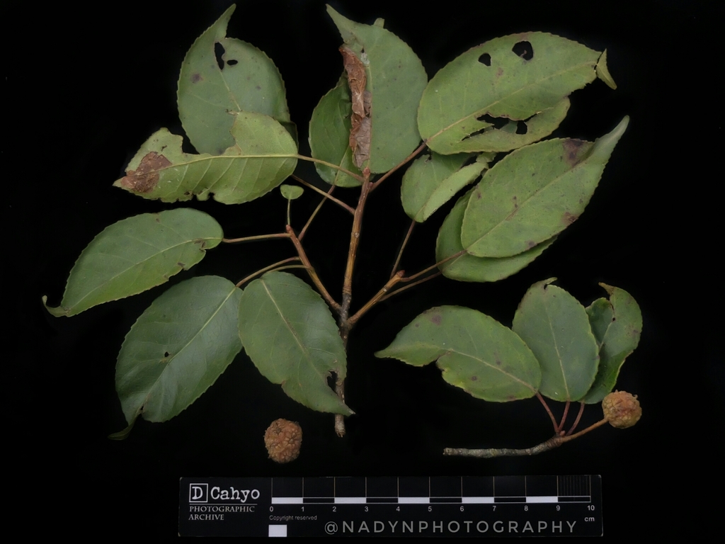 (Liquidambar excelsa) - Botanical Realm