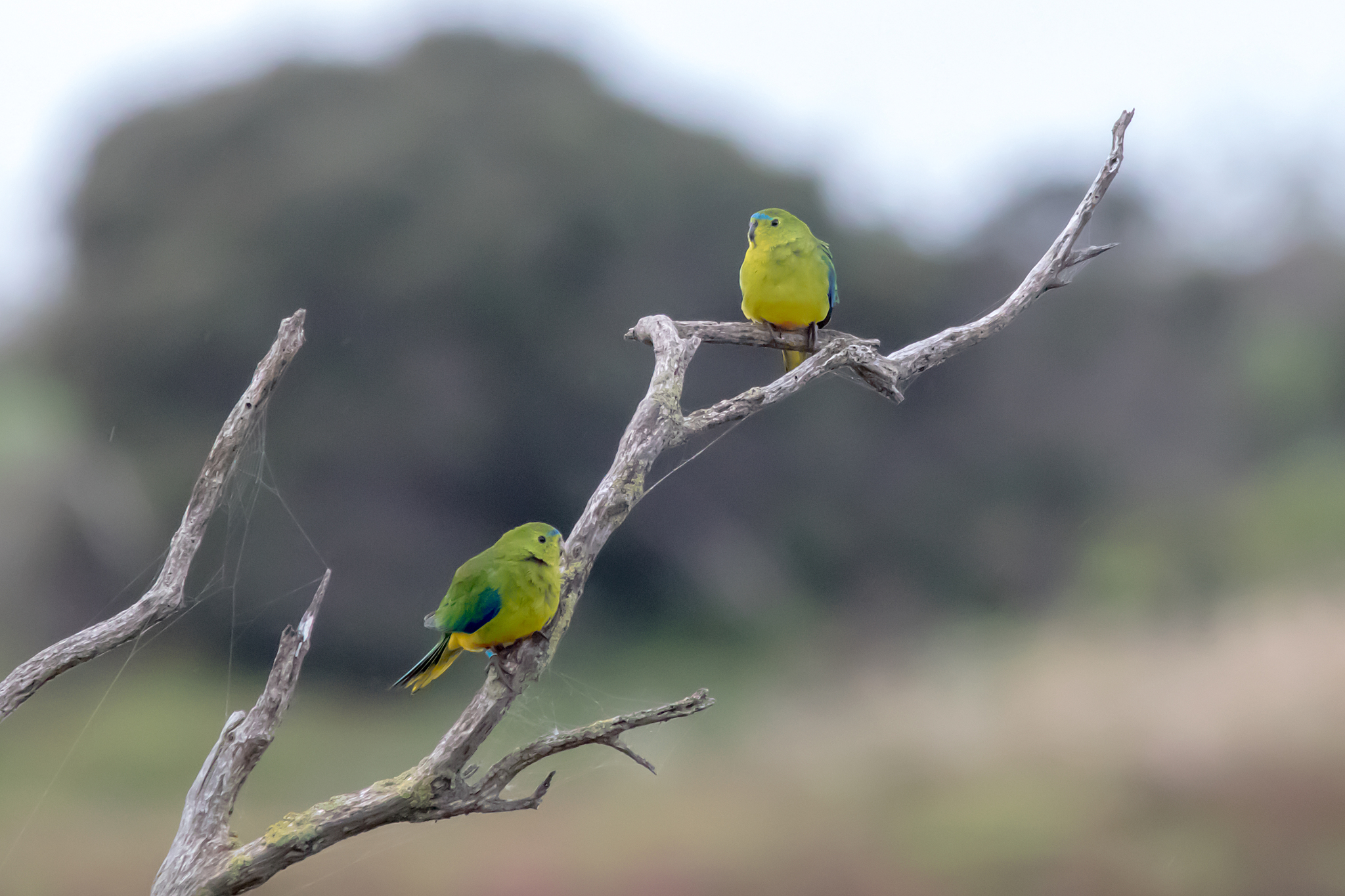 Neophema chrysogaster (Latham, 1790)