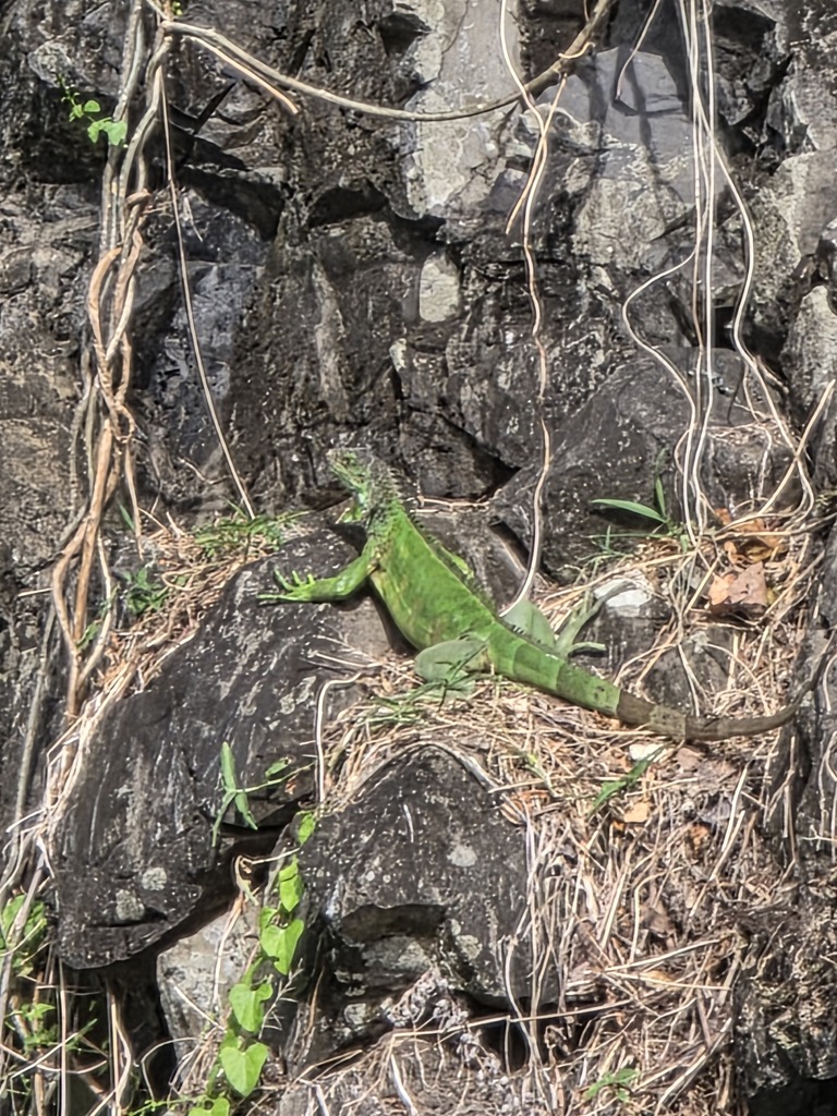 Green Iguana from Los Andes No.2, Panamá, Provincia de Panamá, Panamá ...