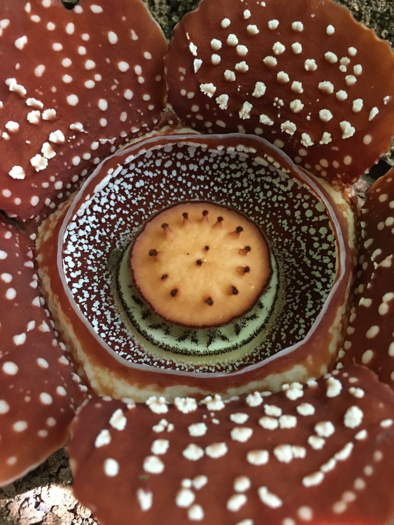 Rafflesia lagascae (Rafflesia of the Philippines) · iNaturalist