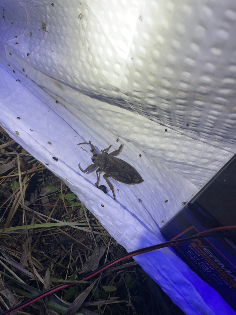 Eastern Toe-biter in April 2025 by hejolly · iNaturalist