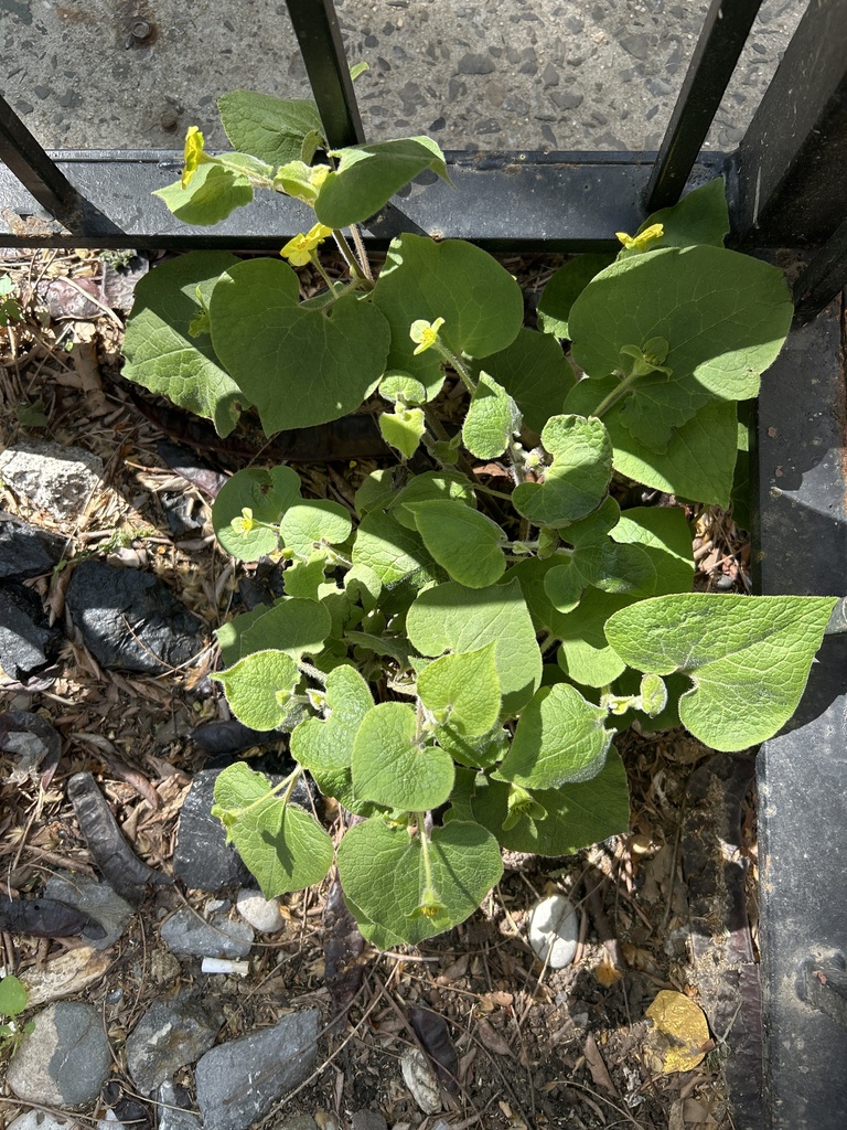 Upright Wild-ginger in April 2025 by georgia-ss · iNaturalist