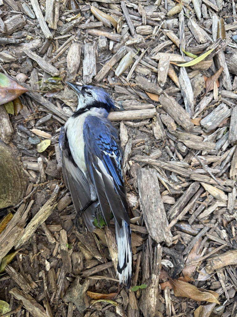 Blue Jay from The University of North Carolina at Chapel Hill, Chapel ...