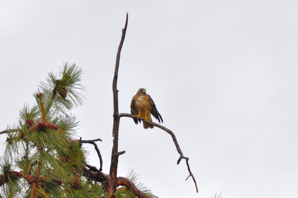 Red-tailed Hawk from Archie Briggs Canyon Trail Trailhead, Bend, OR ...