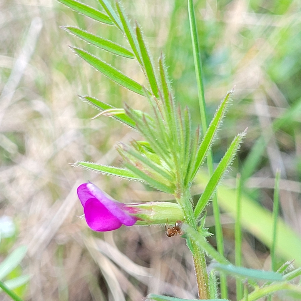 Common Vetch from 82438 Eschenlohe, Deutschland on April 28, 2025 at 02 ...