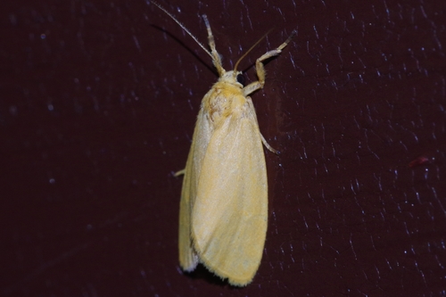 Neasura melanopyga · NaturaLista Colombia