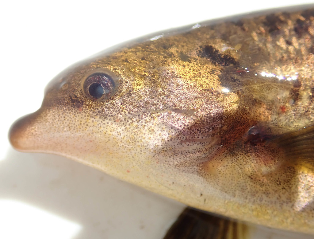 Bulldogs (Marcusenius) - Marine Life Identification