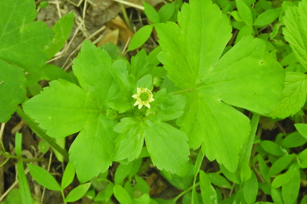 Hooked buttercup from Hunter Mill District, VA, USA on April 27, 2025 ...