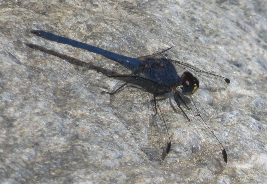Navy Dropwing from Huisrivier, De Rust, 6650, South Africa on April 27 ...