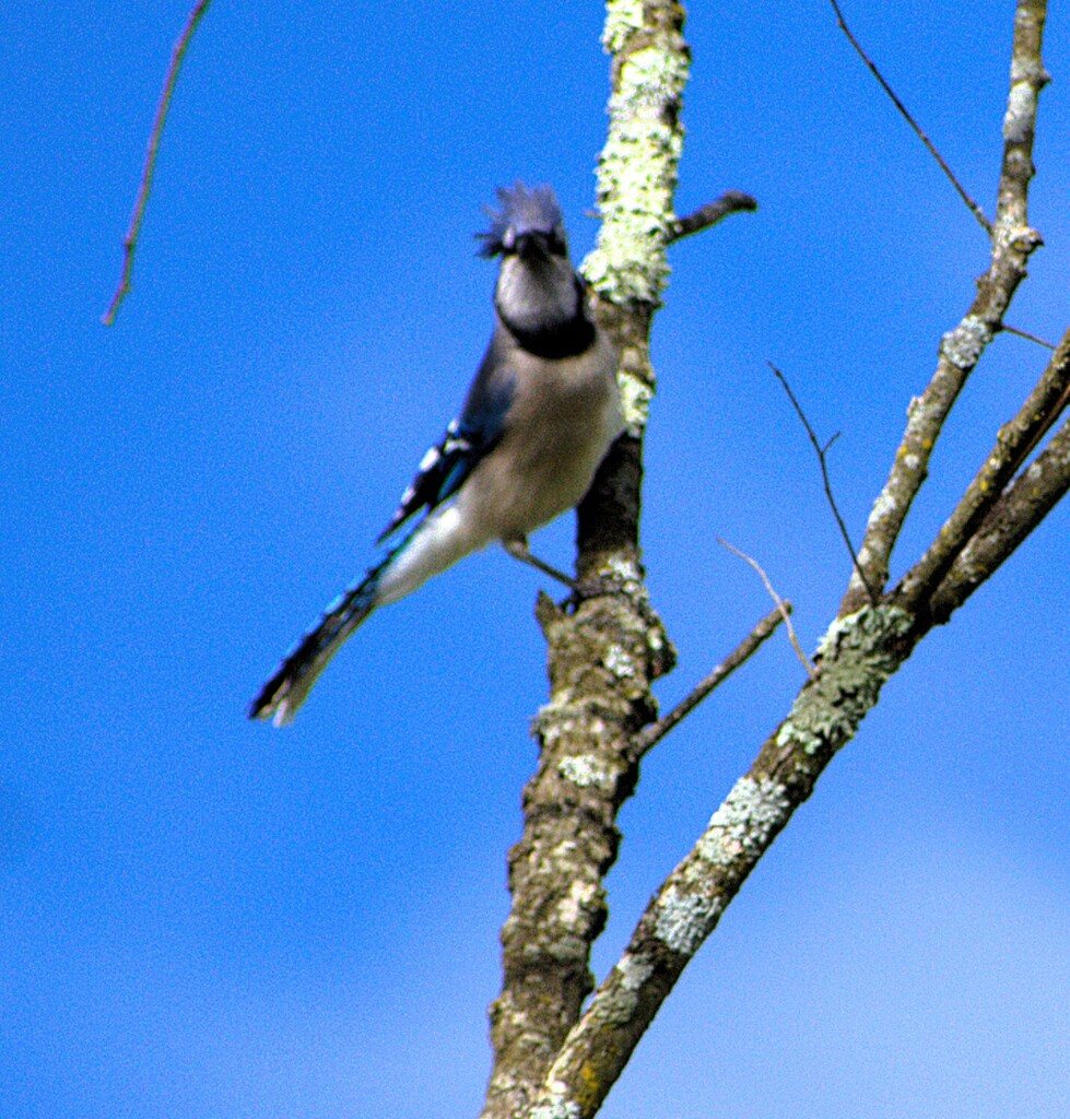 Blue Jay from Montour County, PA, USA on April 25, 2025 at 04:52 PM by ...