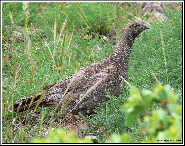 Sooty Grouse (Mt. Pinos) from Tulare County, US-CA, US on July 08, 2006 ...