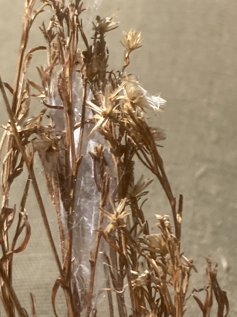 Insects from Rio Grande, Albuquerque, NM, USA on April 26, 2025 at 09: ...