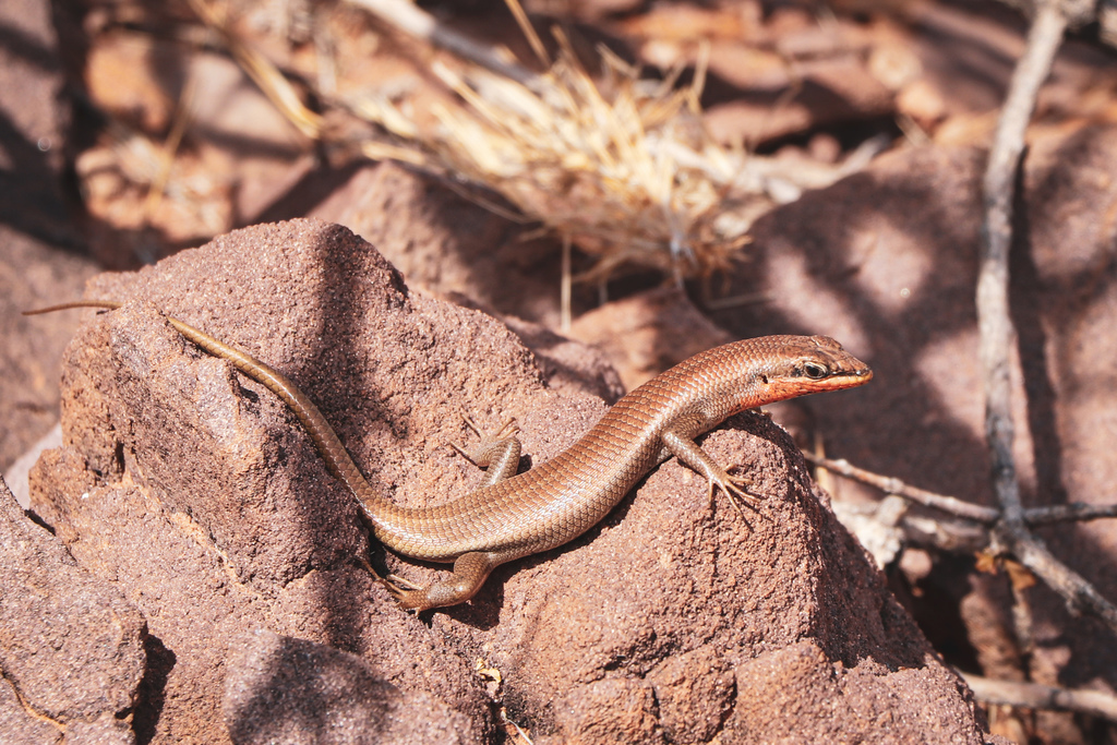 Western Rock Skink from Karas Region, Namibia on June 18, 2019 at 01:20 ...