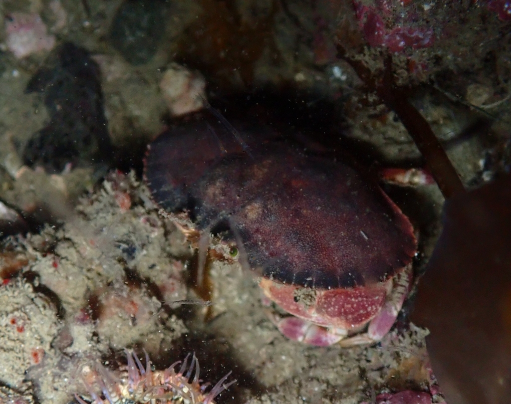 Pie Crust Crab from Scorching Bay - Massey Road, Karaka Bays ...