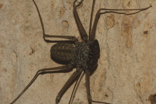 Tendarapo de Palenque (Phrynus palenque)