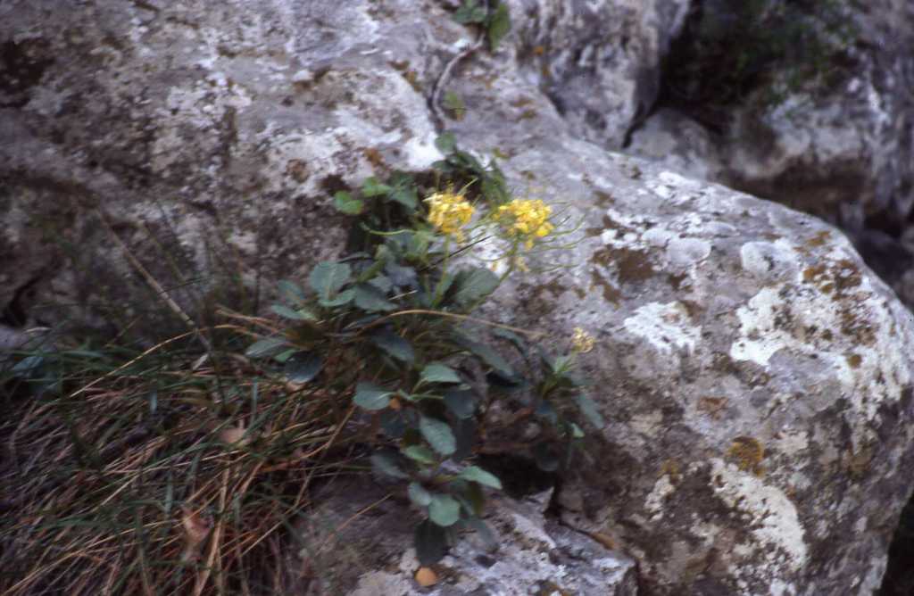 Brassica balearica from 07315 Escorca, Balearic Islands, Spain on May ...