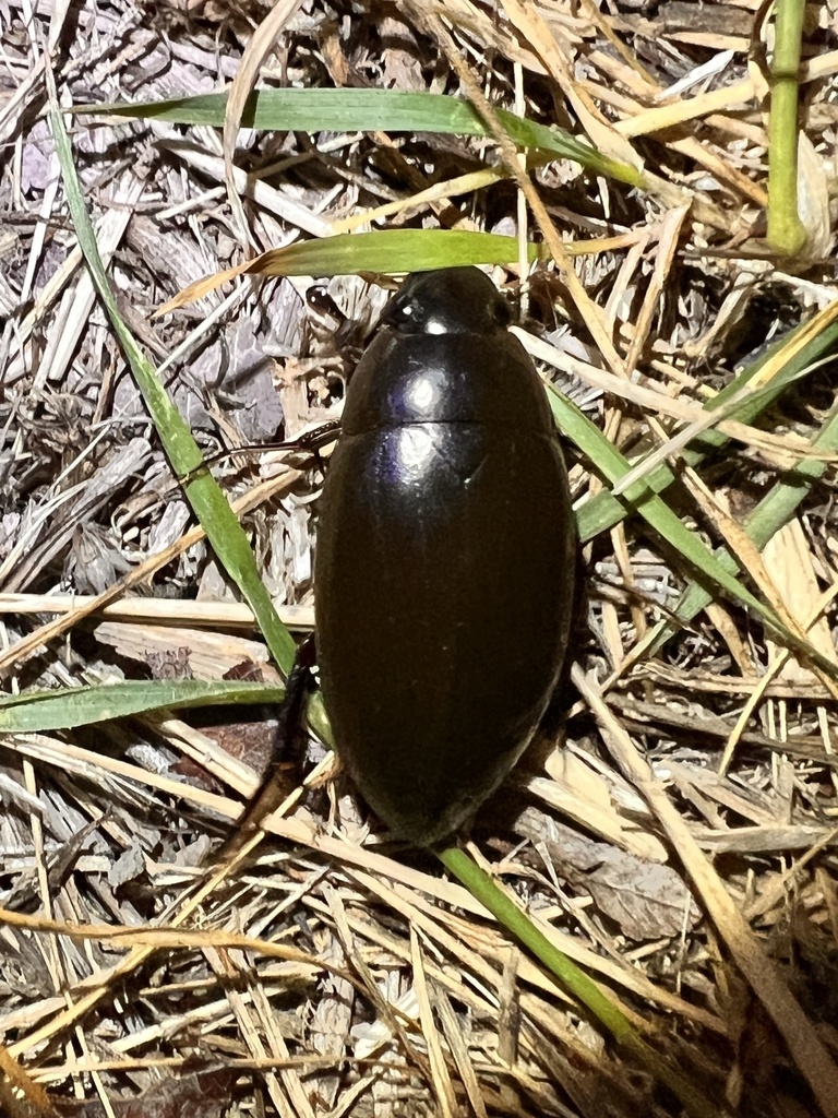 Hydrophilus in April 2025 by Kristie Thompson · iNaturalist