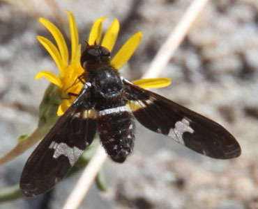 Exoprosopa celer · iNaturalist