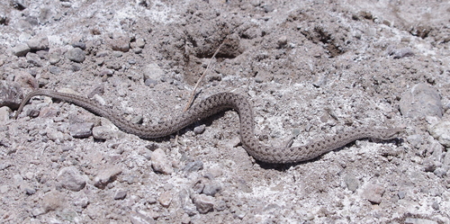 Peru Slender Snake (Tachymenis peruviana) - Snakes and Lizards