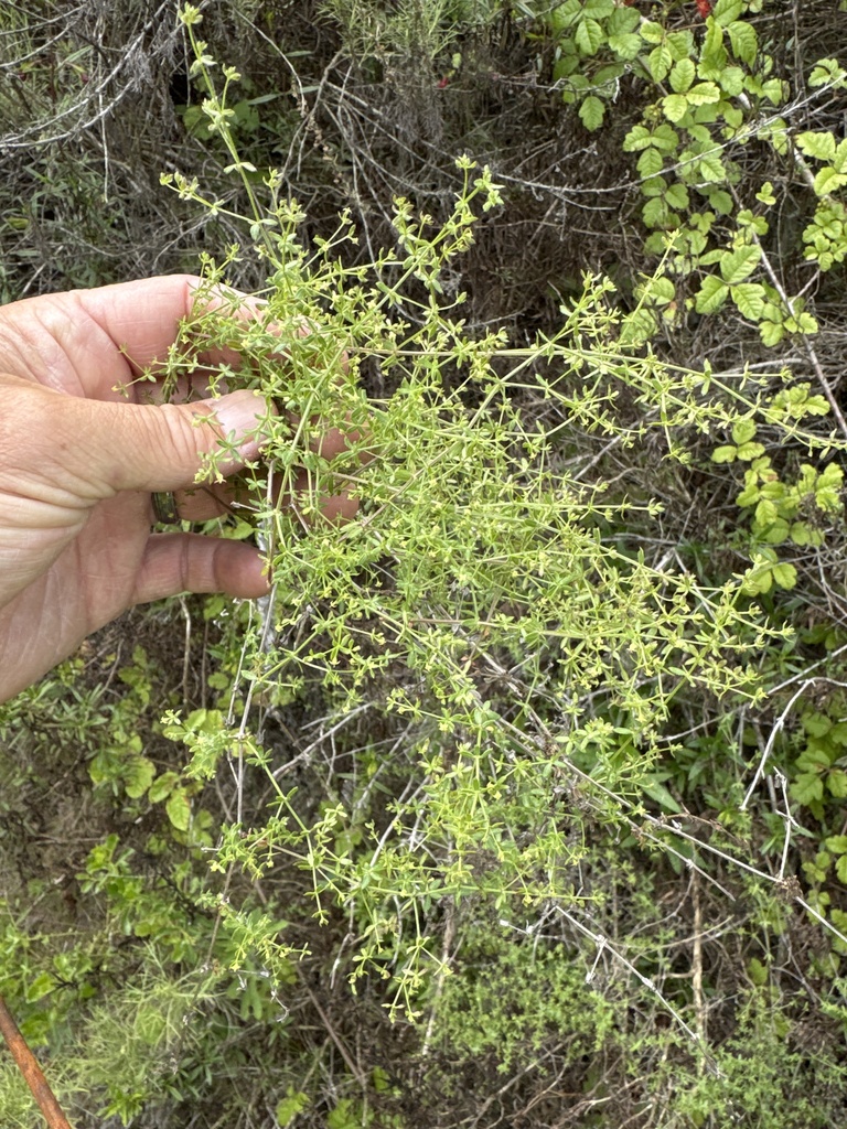 graceful bedstraw from Ivy Ranch, Oceanside, CA, US on April 28, 2025 ...