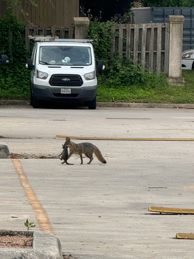 Gray Fox from E Hildebrand Ave, San Antonio, TX, US on April 22, 2025 ...