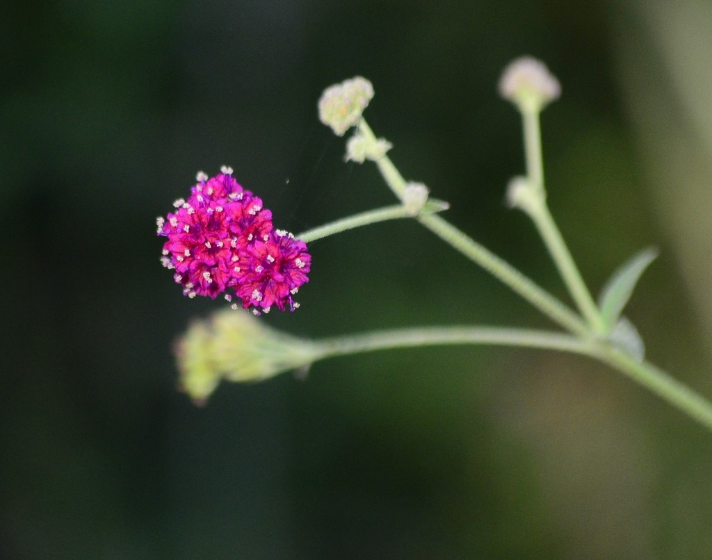 scarlet spiderling (Plants of Dallas/Fort Worth) · iNaturalist