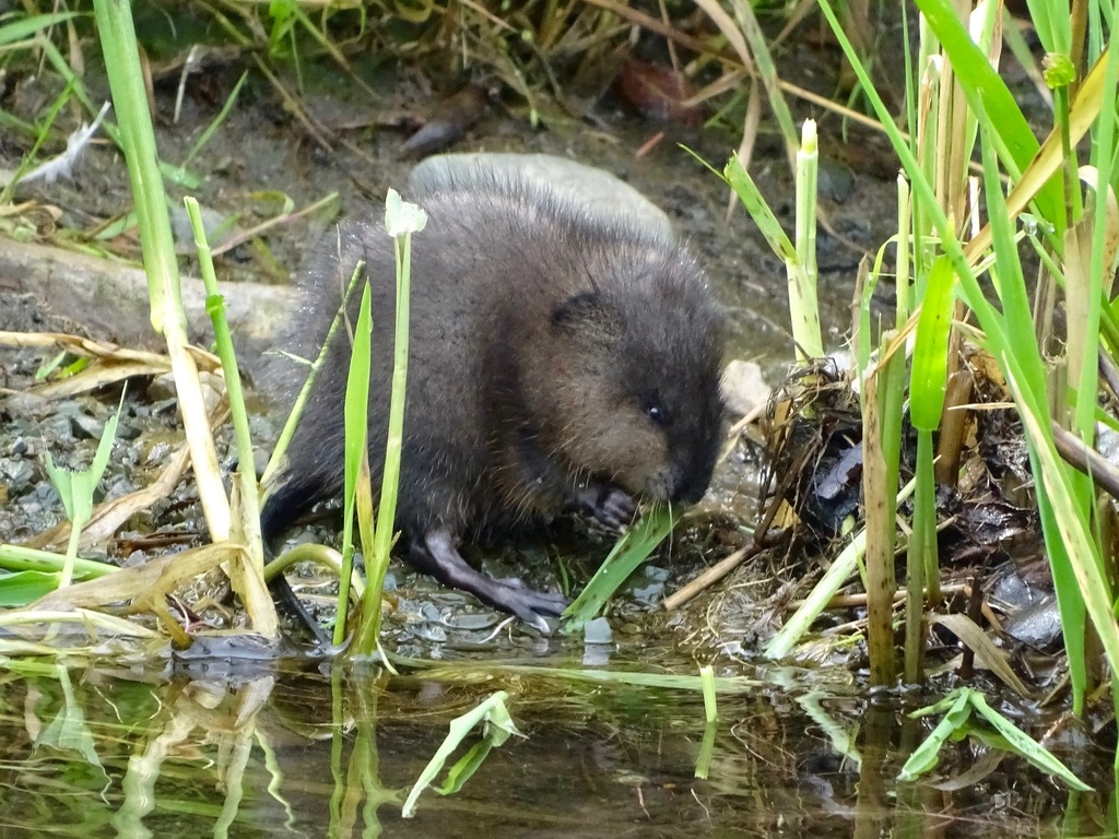 Muskrat from Virginia Lake, St. John's, NL A1A, Canada on August 28 ...
